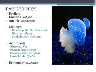 Invertebrates | PPTX