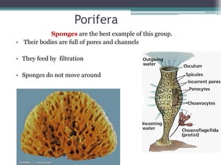 Invertebrates | PPTX