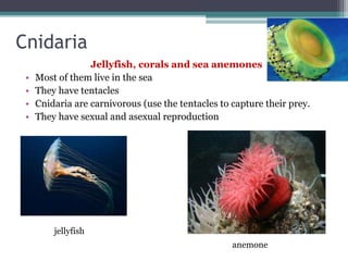 Invertebrates | PPTX