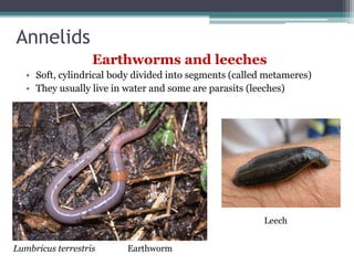 Invertebrates | PPTX