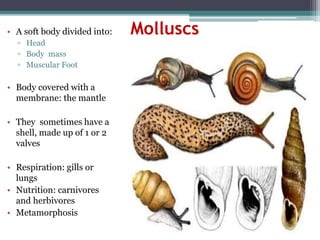 Invertebrates | PPTX