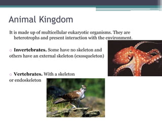 Invertebrates No Skeleton