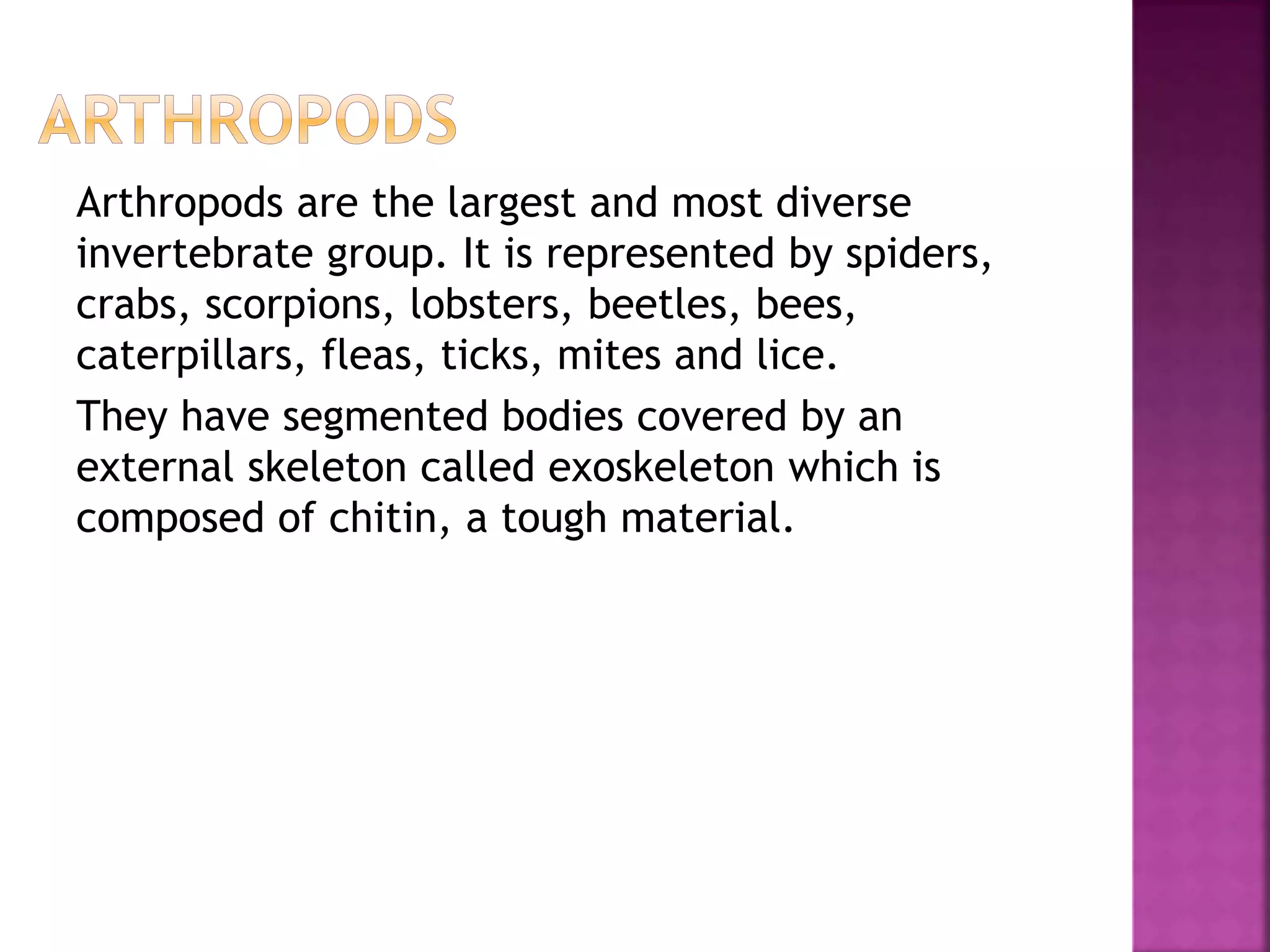 Invertebrates | PPTX