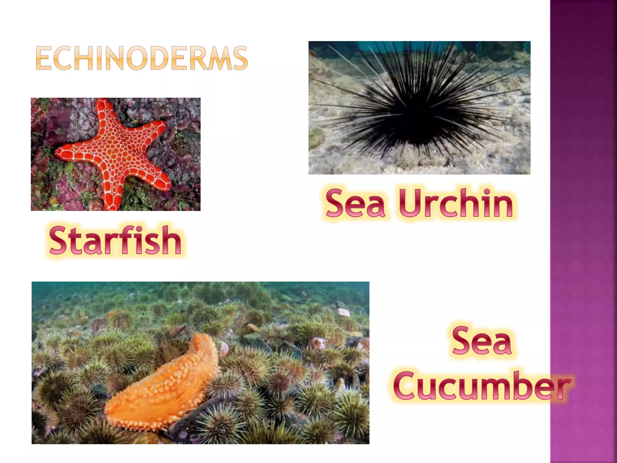 Invertebrates | PPT