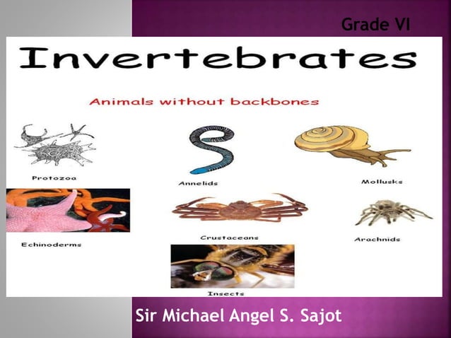 Invertebrates | PPT