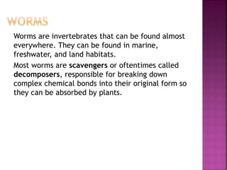 Invertebrates | PPT