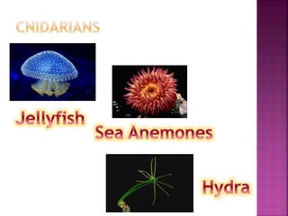 Invertebrates | PPT