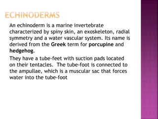 Invertebrates | PPT