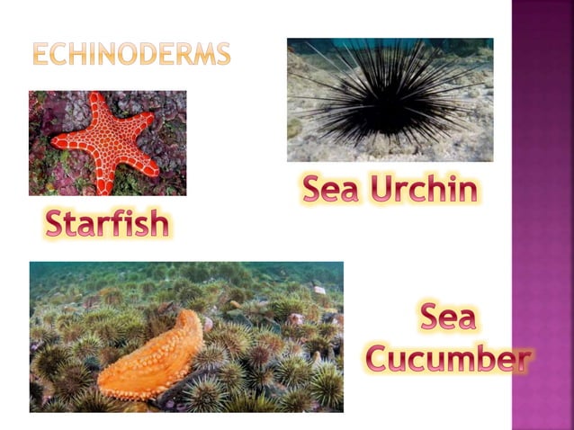 Invertebrates | PPT