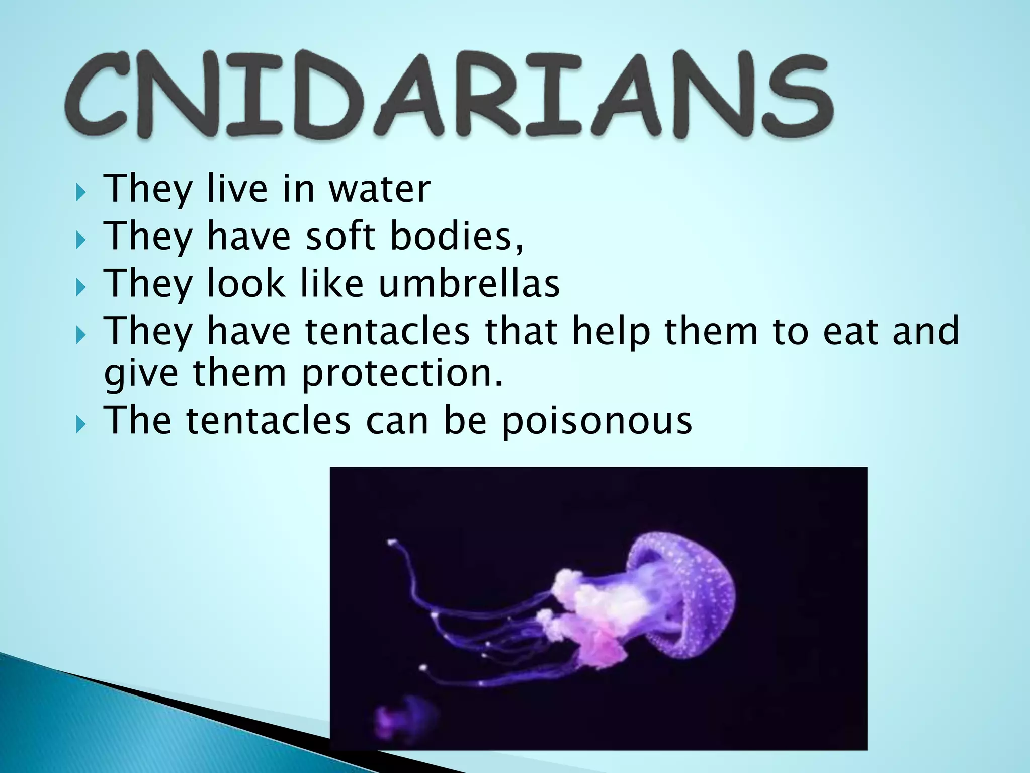 Invertebrates | PPT