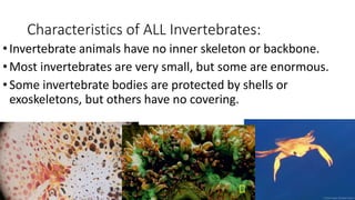Invertebrates | PPTX