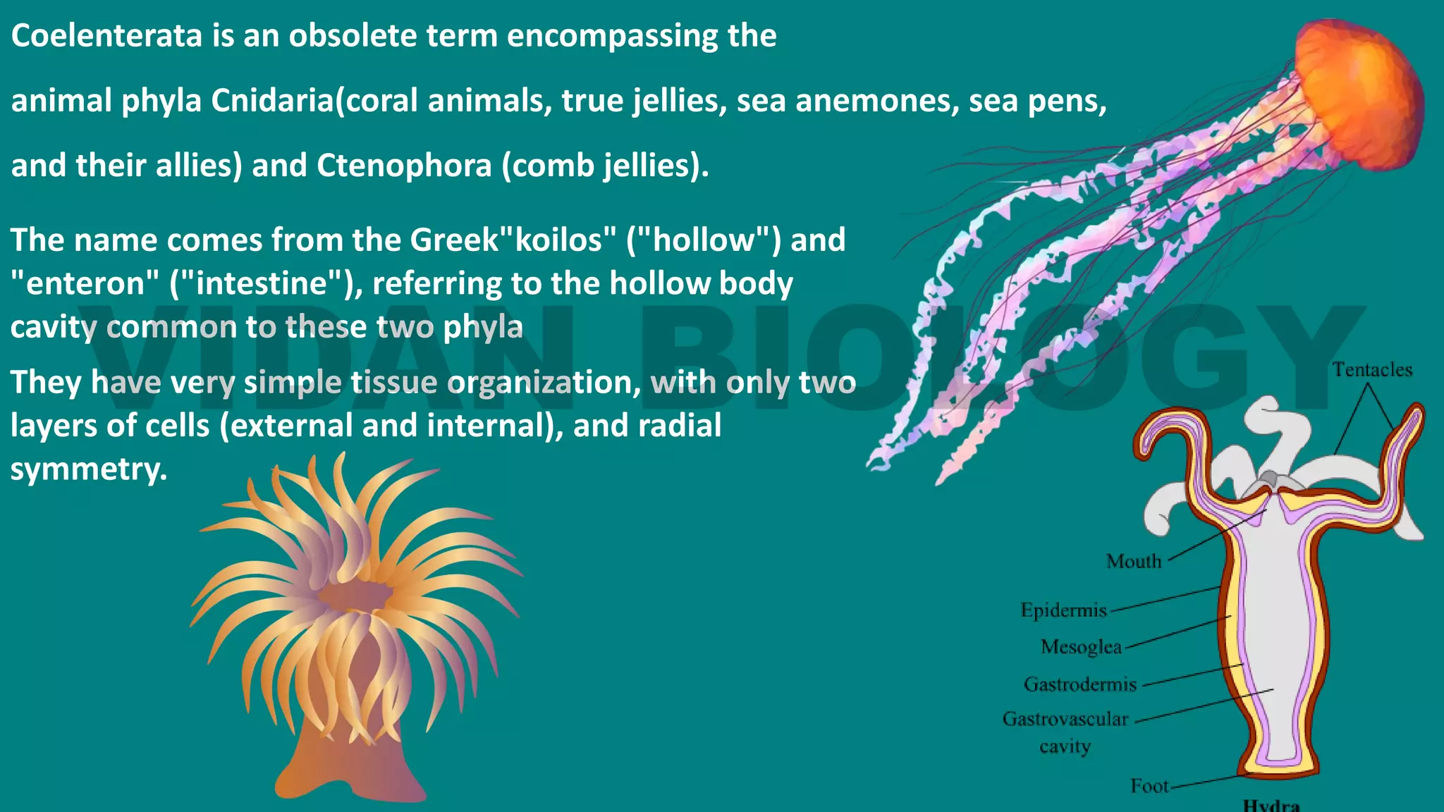 Invertebrates (Plant Kingdom) complete | PDF