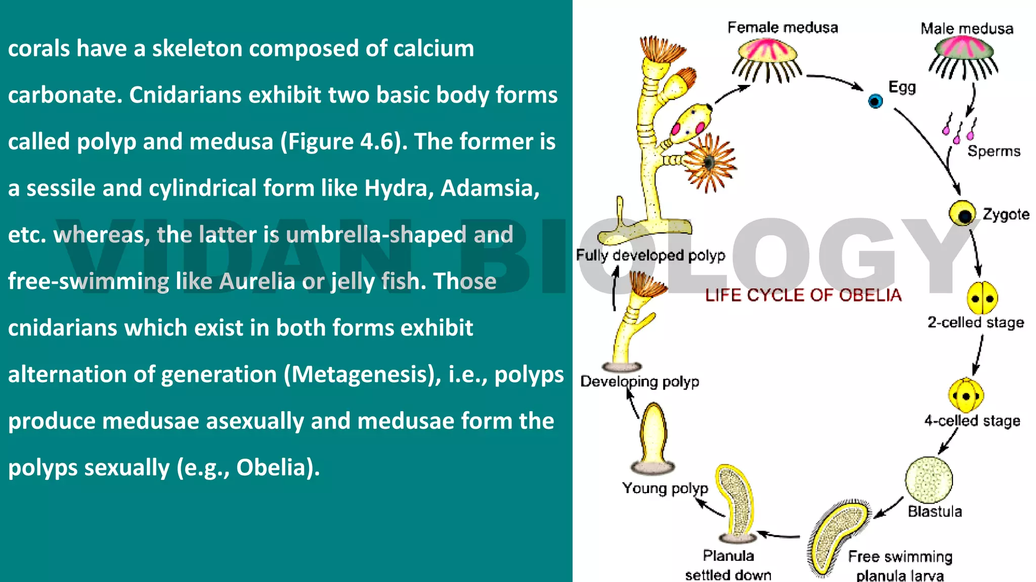 Invertebrates (Plant Kingdom) complete | PDF