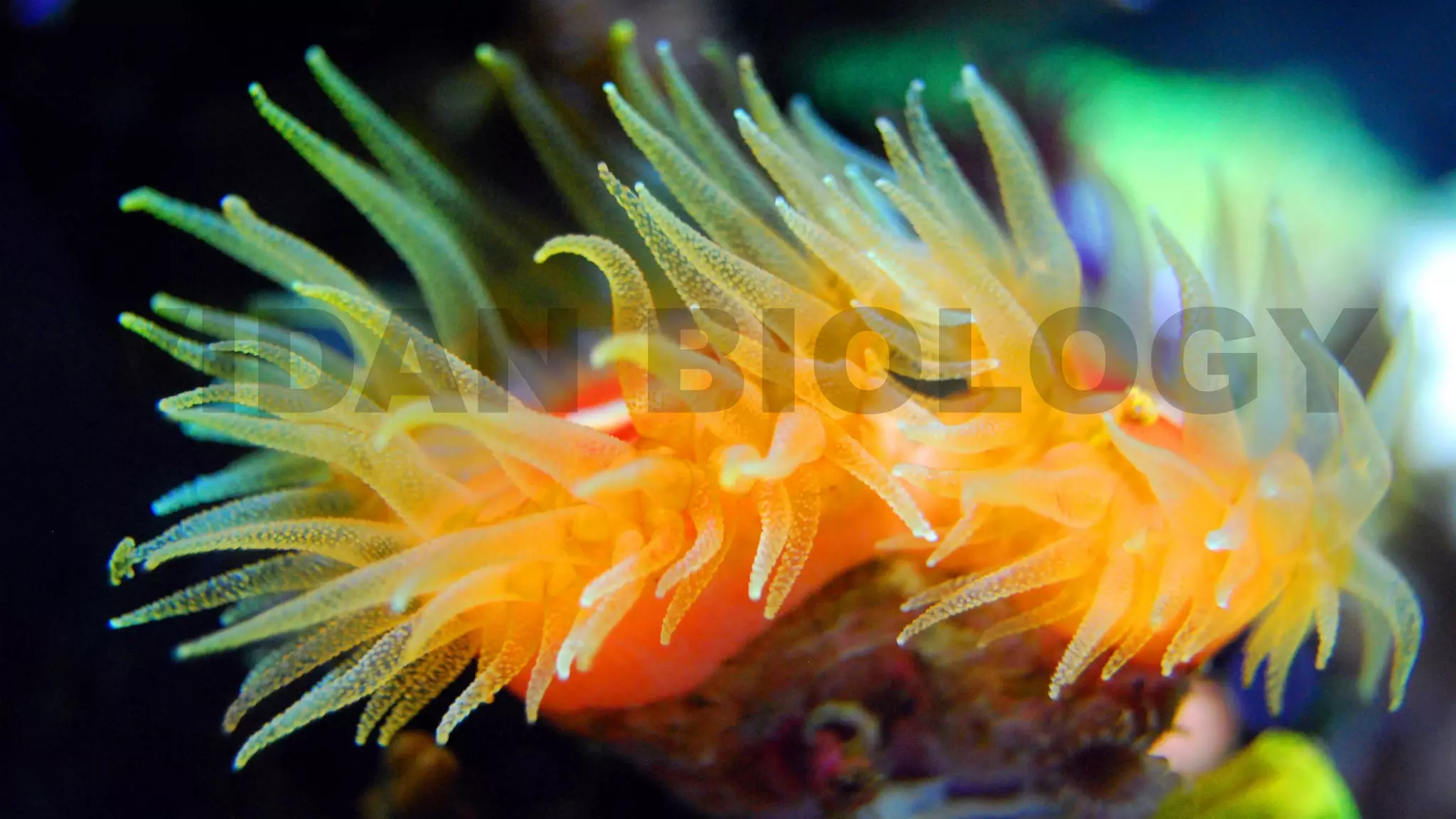 Invertebrates (Plant Kingdom) complete | PDF