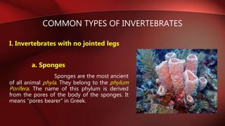 Invertebrates | PPT