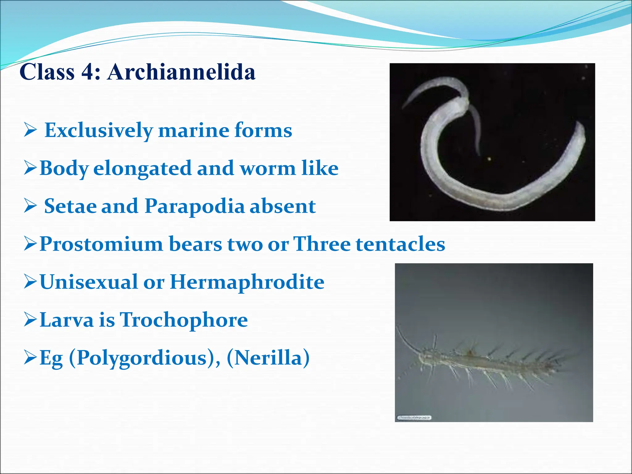Zoology Study - Invertebrates | PPT