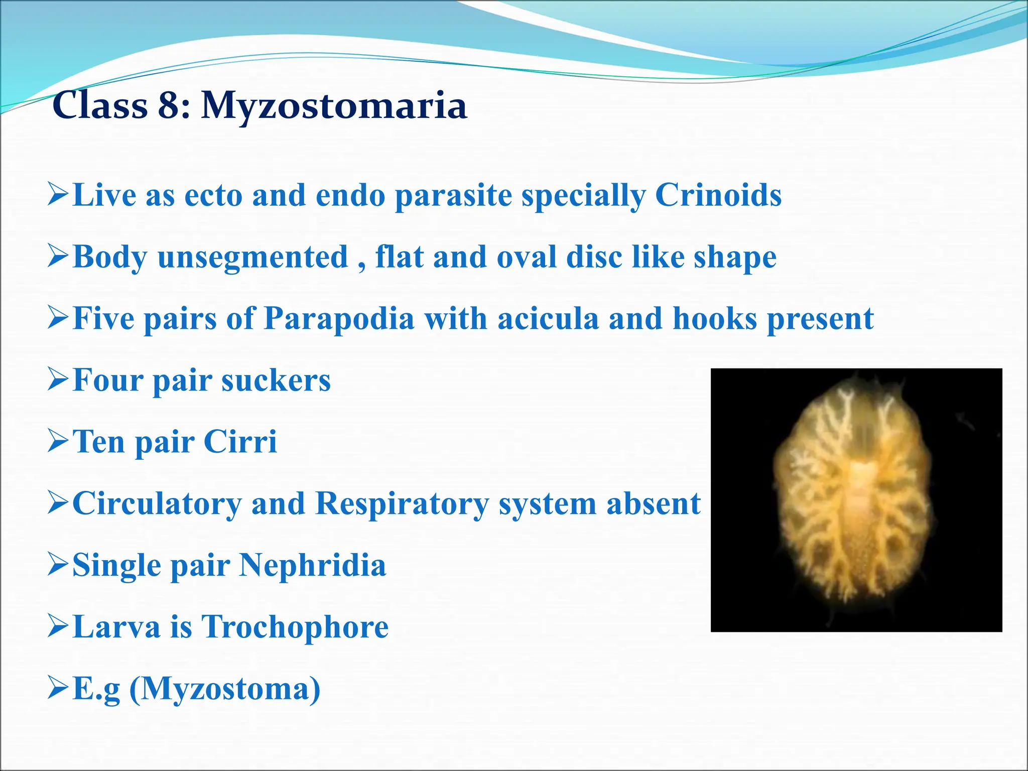 Zoology Study - Invertebrates | PPT