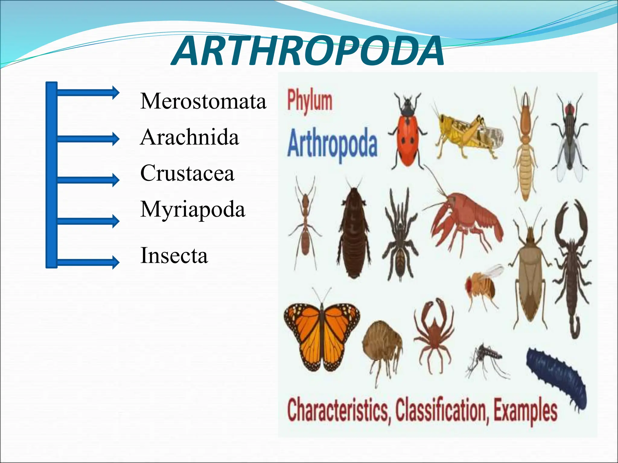 Zoology Study - Invertebrates | PPT
