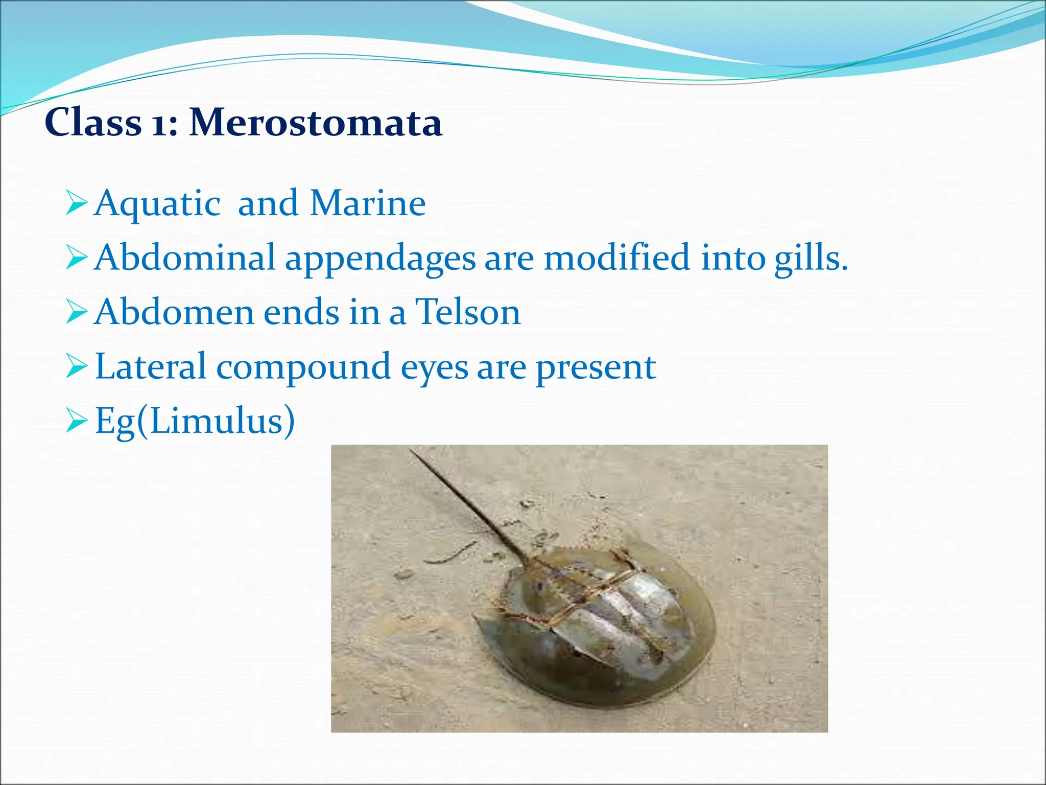 Zoology Study - Invertebrates | PPT