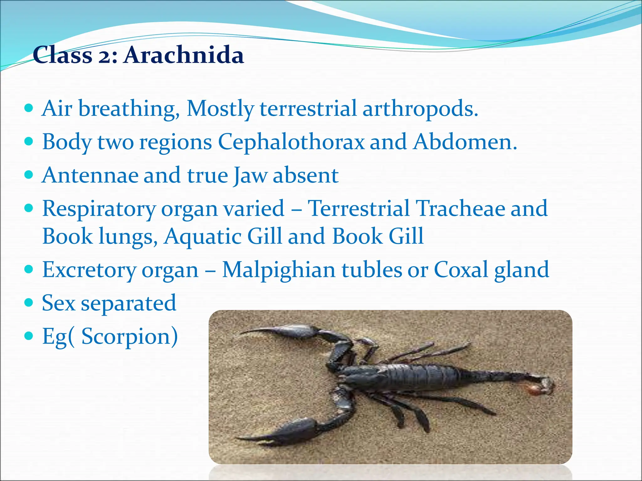 Zoology Study - Invertebrates | PPT