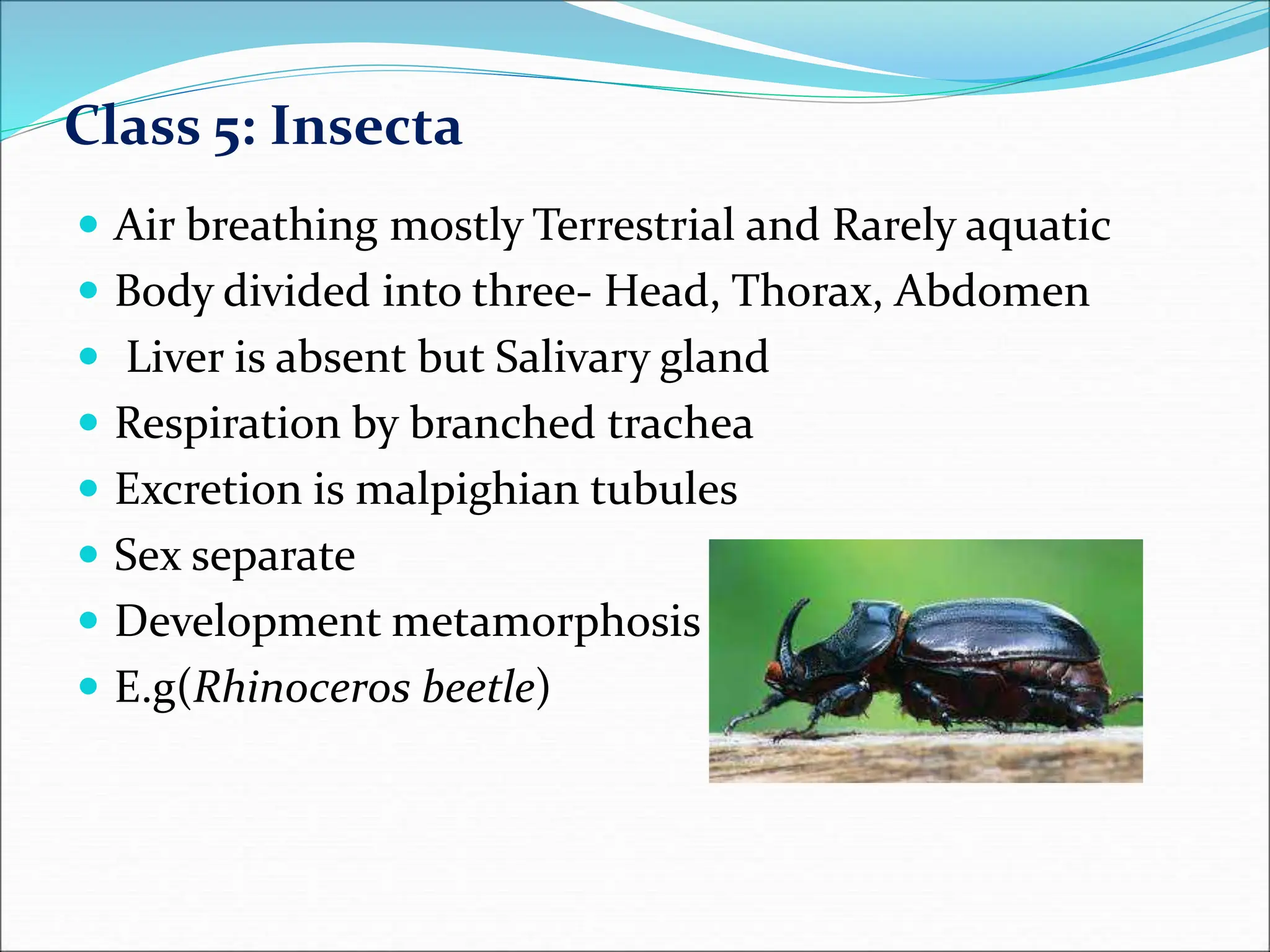 Zoology Study - Invertebrates | PPT