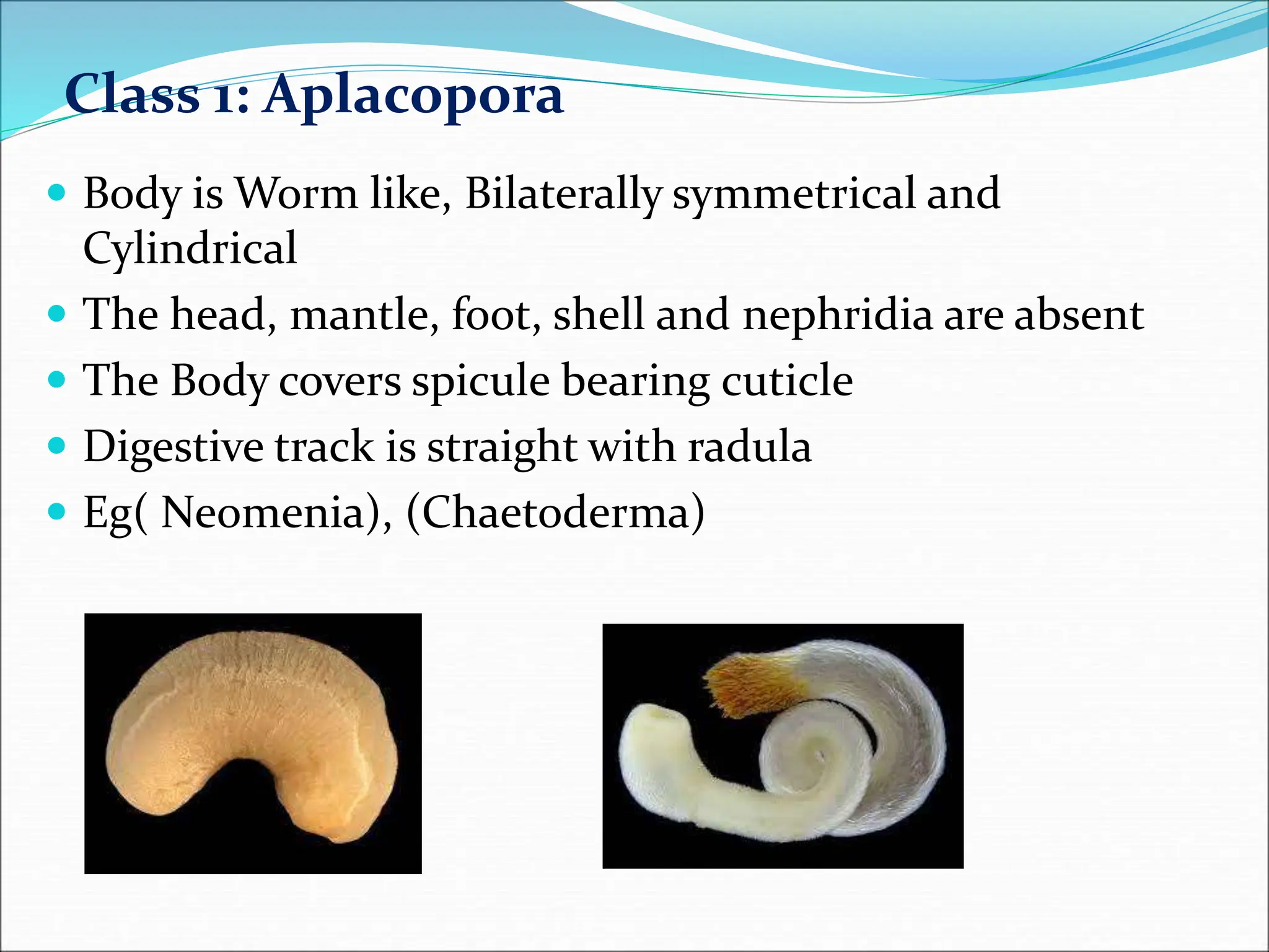 Zoology Study - Invertebrates | PPT