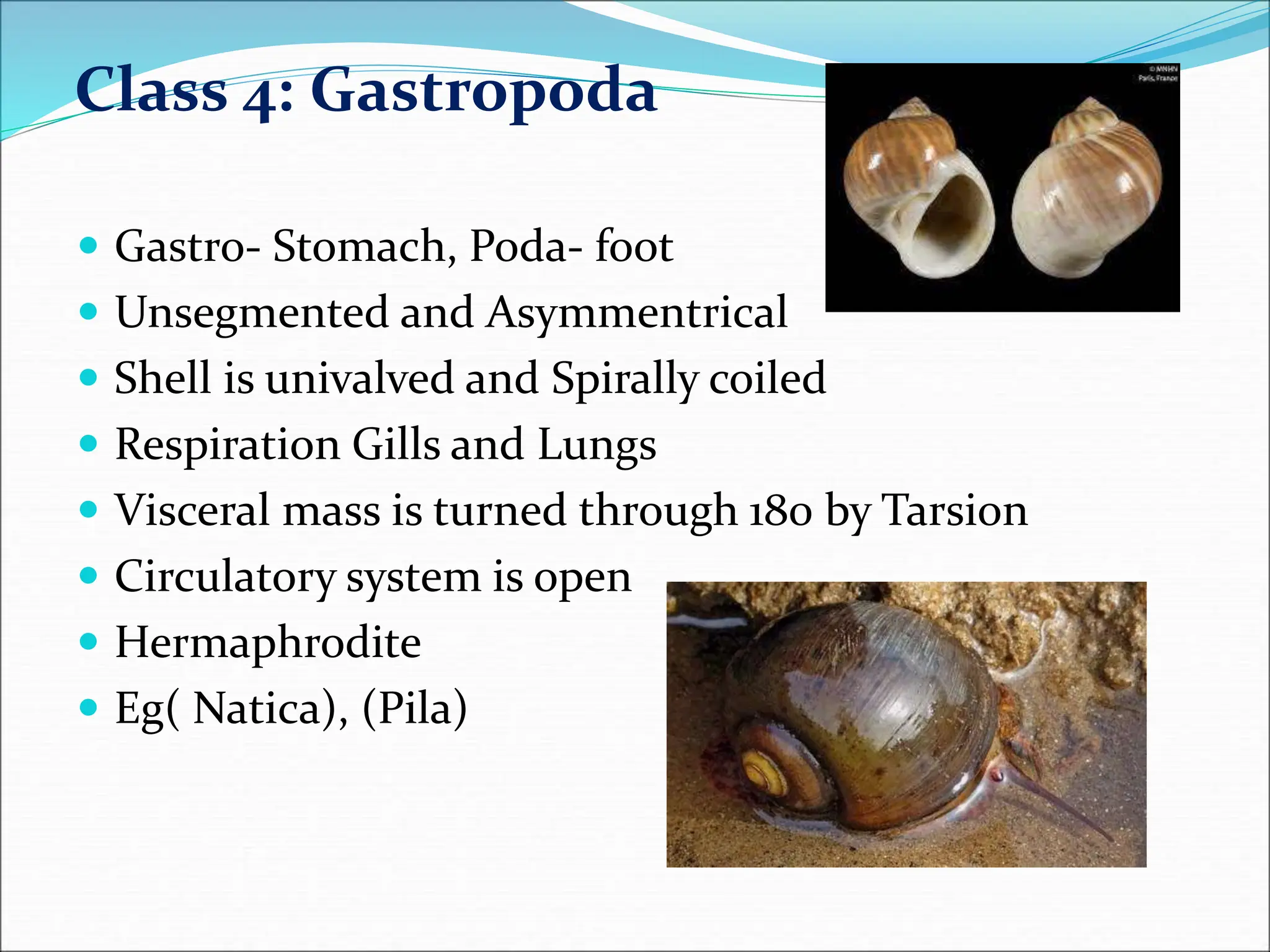 Zoology Study - Invertebrates | PPT