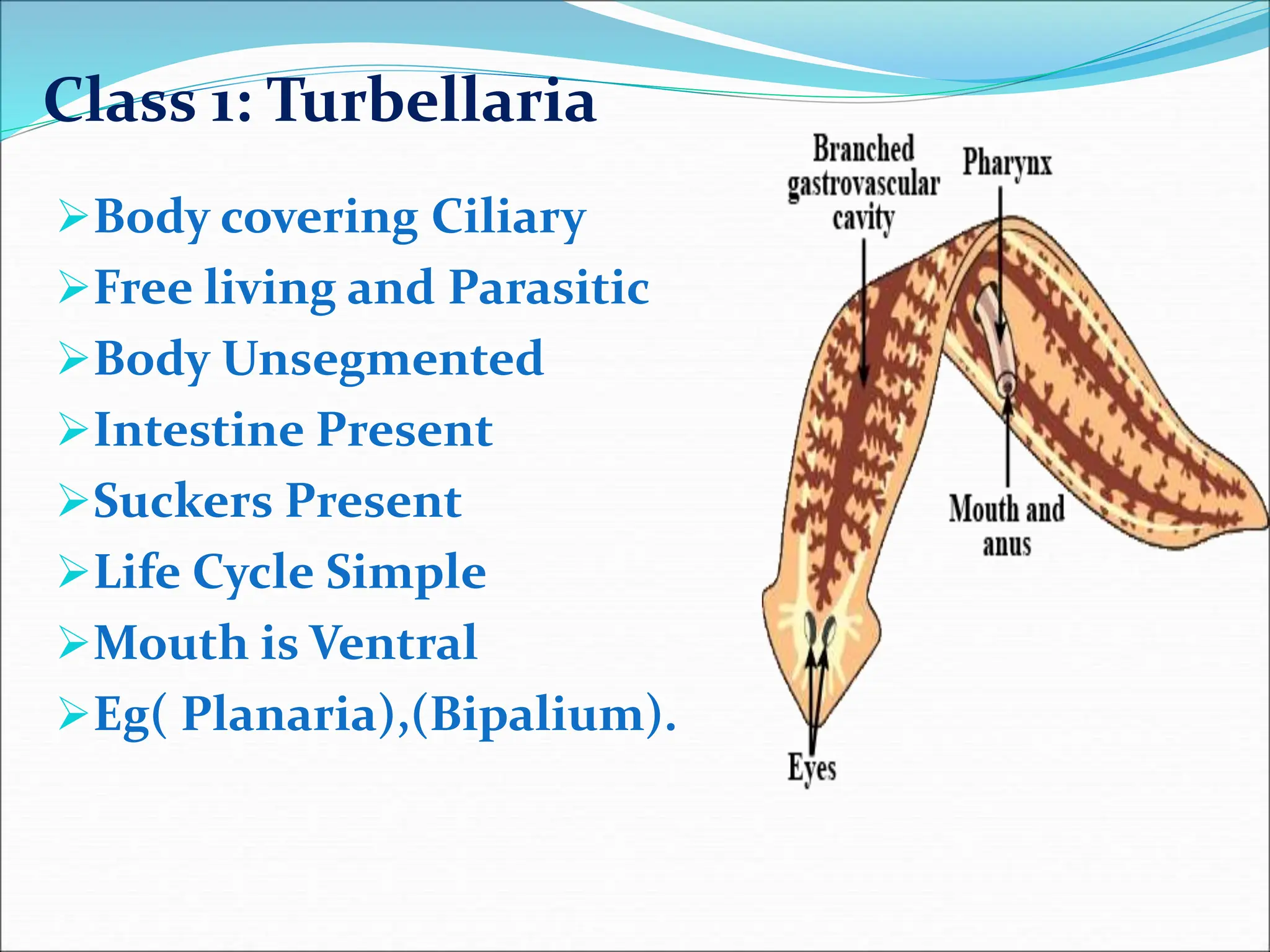 Zoology Study - Invertebrates | PPT
