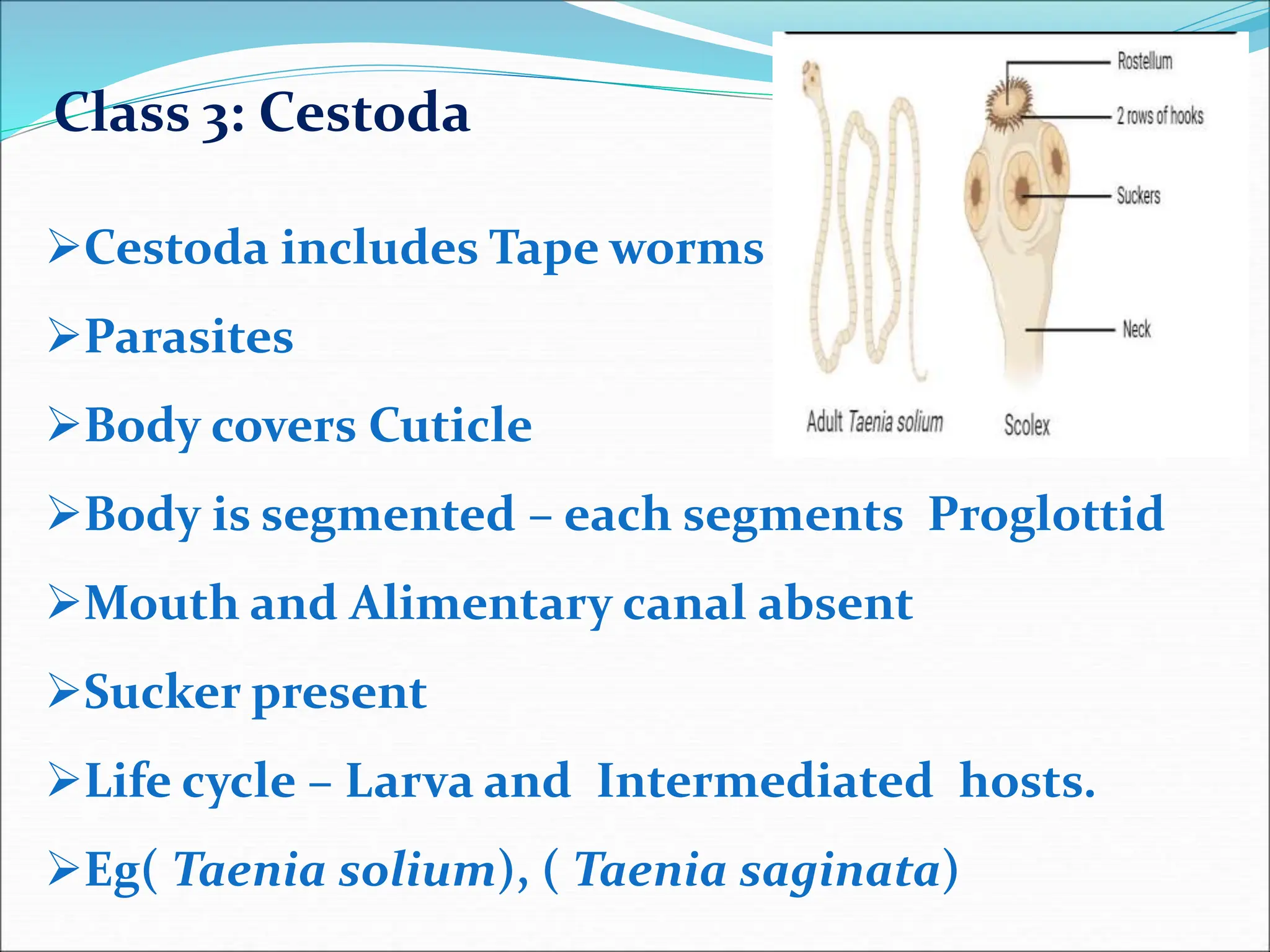 Zoology Study - Invertebrates | PPT