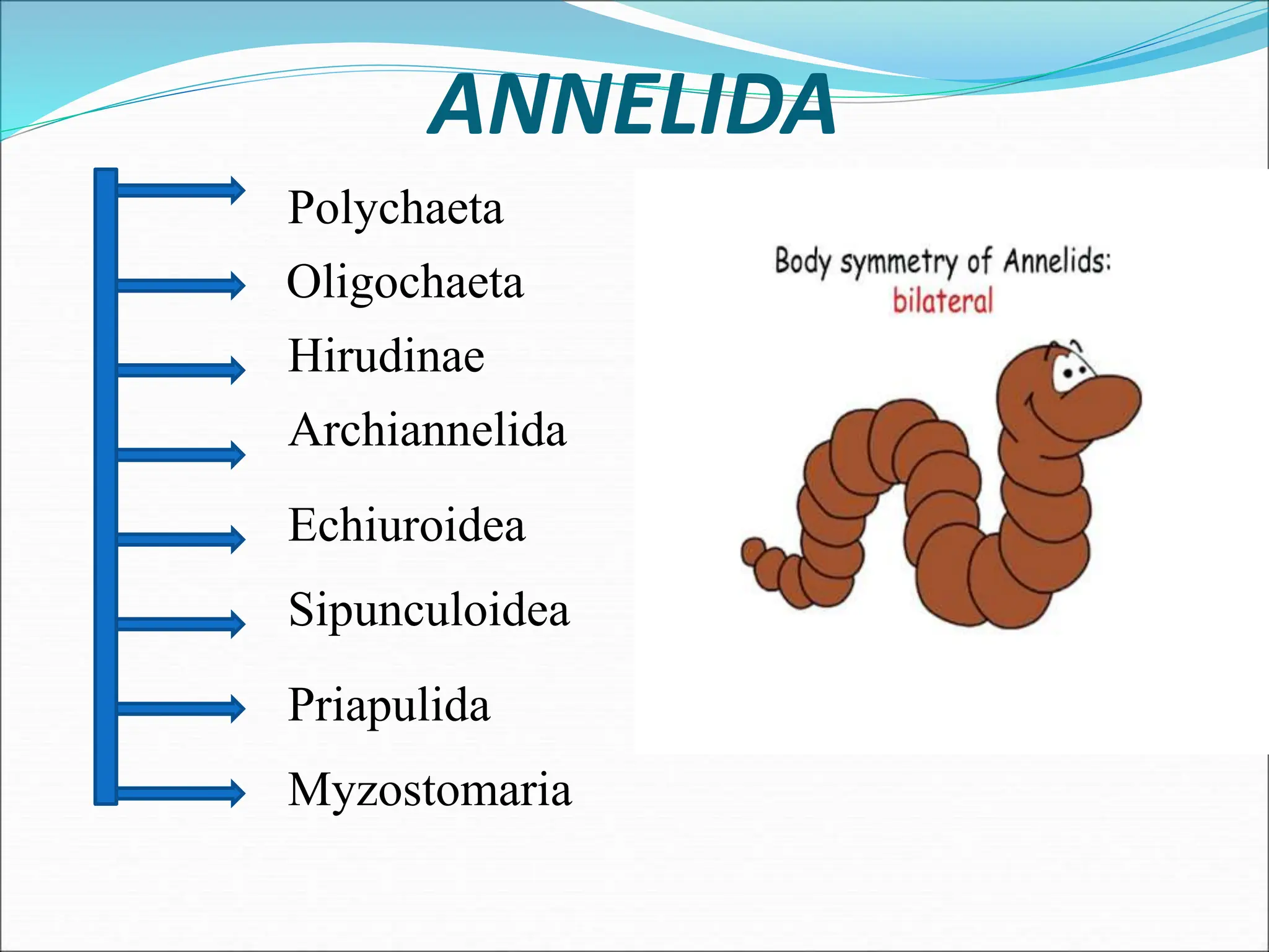 Zoology Study - Invertebrates | PPT