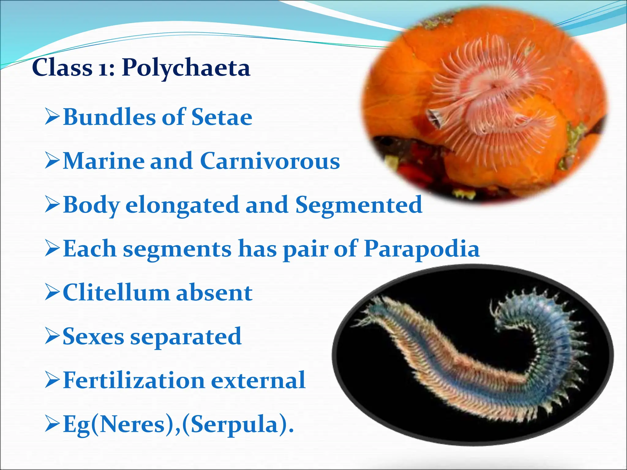 Zoology Study - Invertebrates | PPT