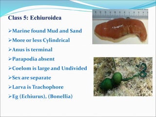 Zoology Study - Invertebrates | PPT