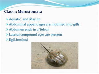 Zoology Study - Invertebrates | PPT | Reptiles | Pets