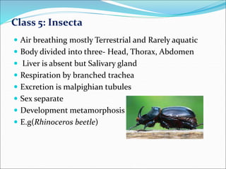 Zoology Study - Invertebrates | PPT
