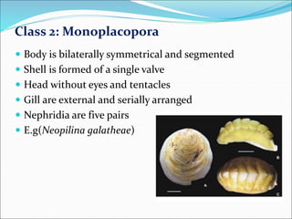 Zoology Study - Invertebrates | PPT