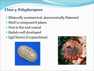 Zoology Study - Invertebrates | PPT