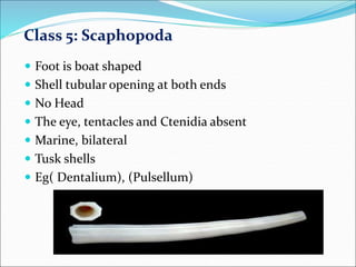 Zoology Study - Invertebrates | PPT