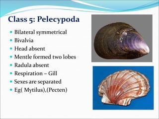 Zoology Study - Invertebrates | PPT