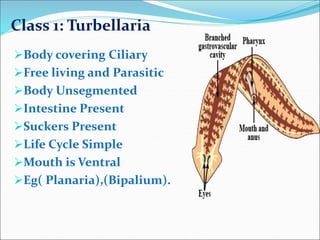 Zoology Study - Invertebrates | PPT