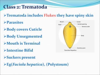 Zoology Study - Invertebrates | PPT