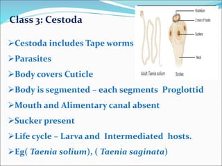 Zoology Study - Invertebrates | PPT