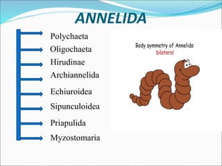 Zoology Study - Invertebrates | PPT