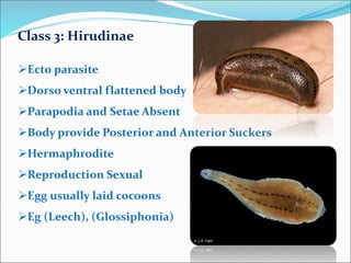 Zoology Study - Invertebrates | PPT