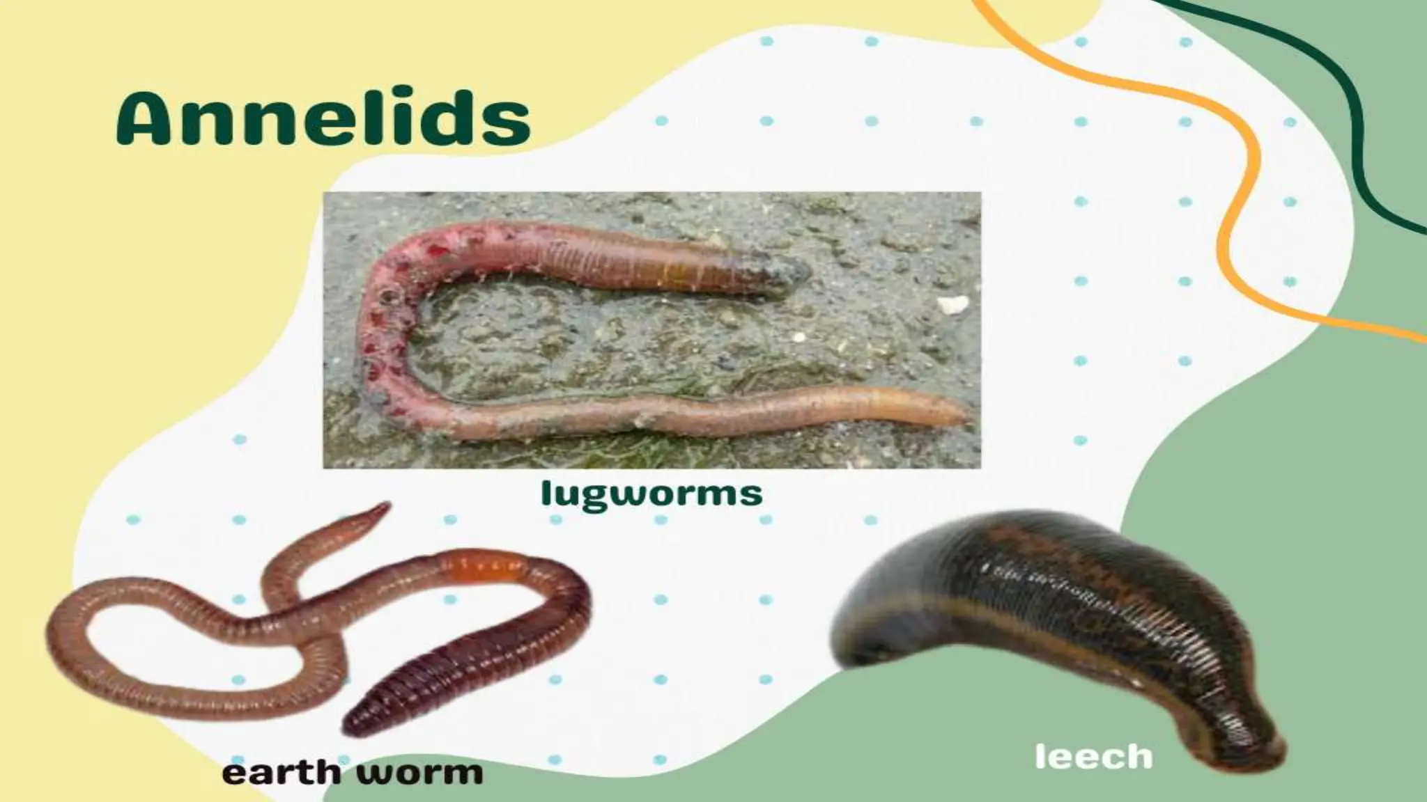 INVERTEBRATES.pptx
