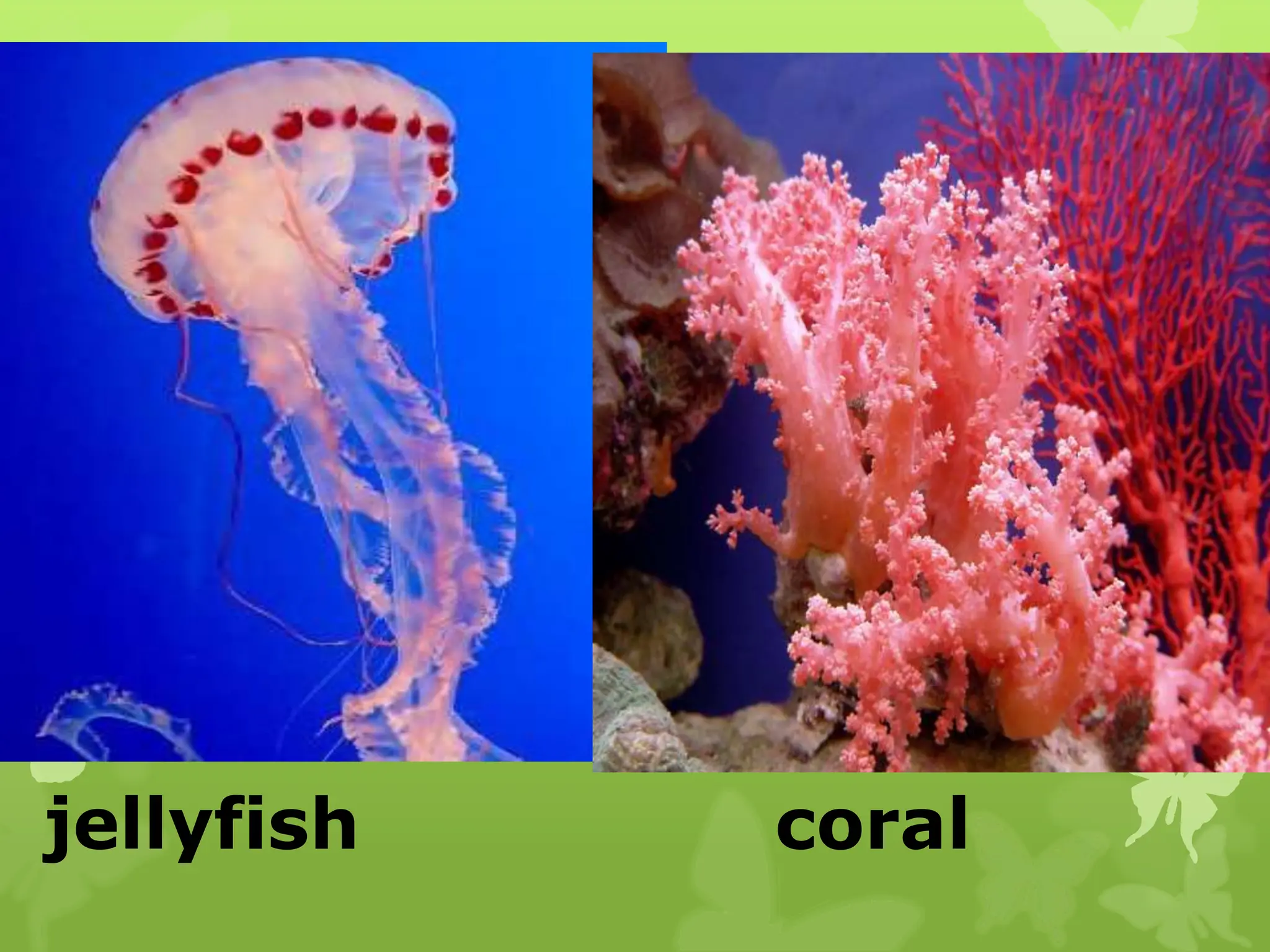 SCIENCE INVERTEBRATES ANIMALS TOPIC FOR GRADE SIX PUPILS | PPTX