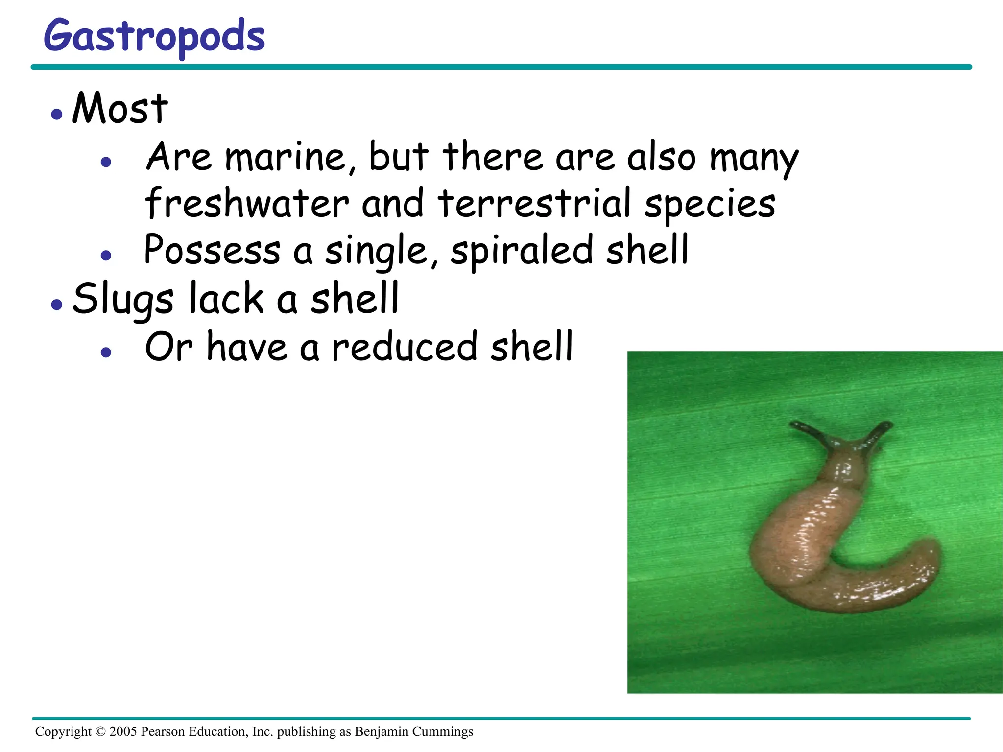 general zoology first year Invertebrates.ppt.pptx