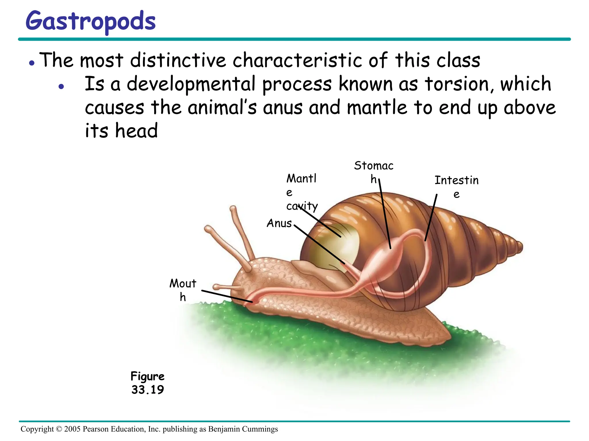 general zoology first year Invertebrates.ppt.pptx