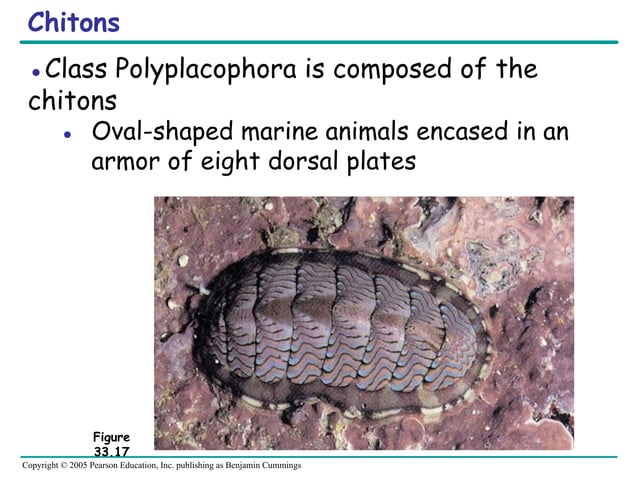 general zoology first year Invertebrates.ppt.pptx