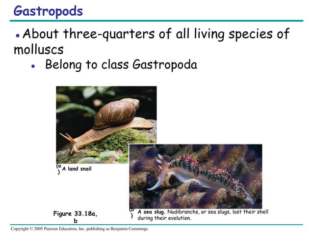 general zoology first year Invertebrates.ppt.pptx