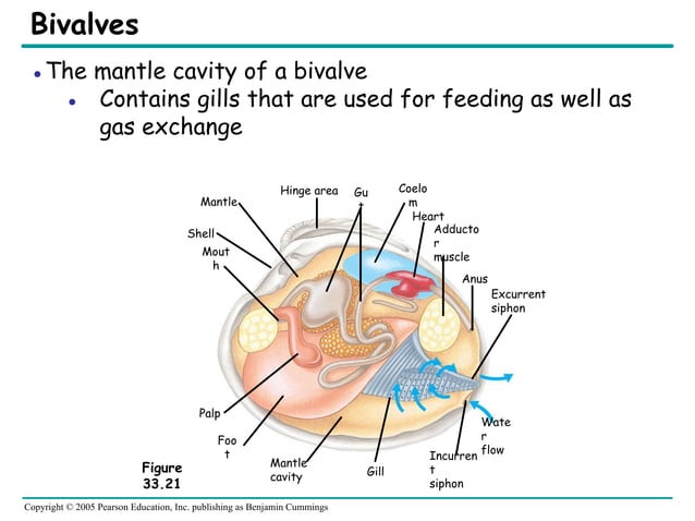 general zoology first year Invertebrates.ppt.pptx